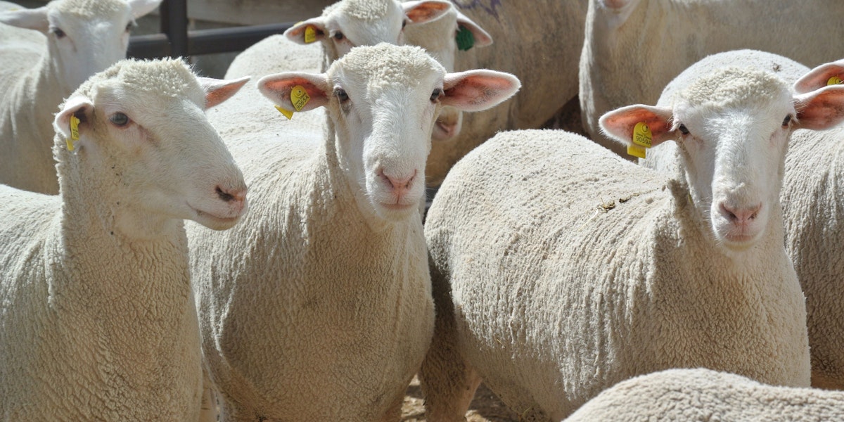 The Unsung Delights of Polypay Wool | Farm & Fiber Knits