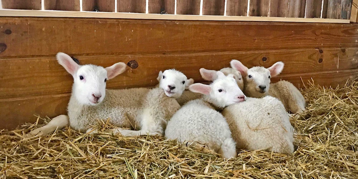 A Shepherd’s Year: What to Expect When You’re Expecting (Lambs) | Farm ...