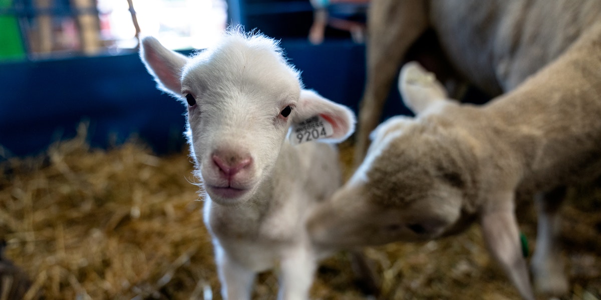 Best in Show—Competition Knitting at the State Fair | Farm & Fiber Knits