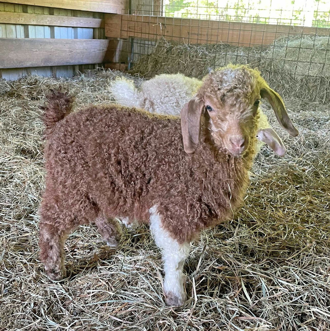 Angora Goats: Why Every Herd Needs a Daisy! | Farm & Fiber Knits