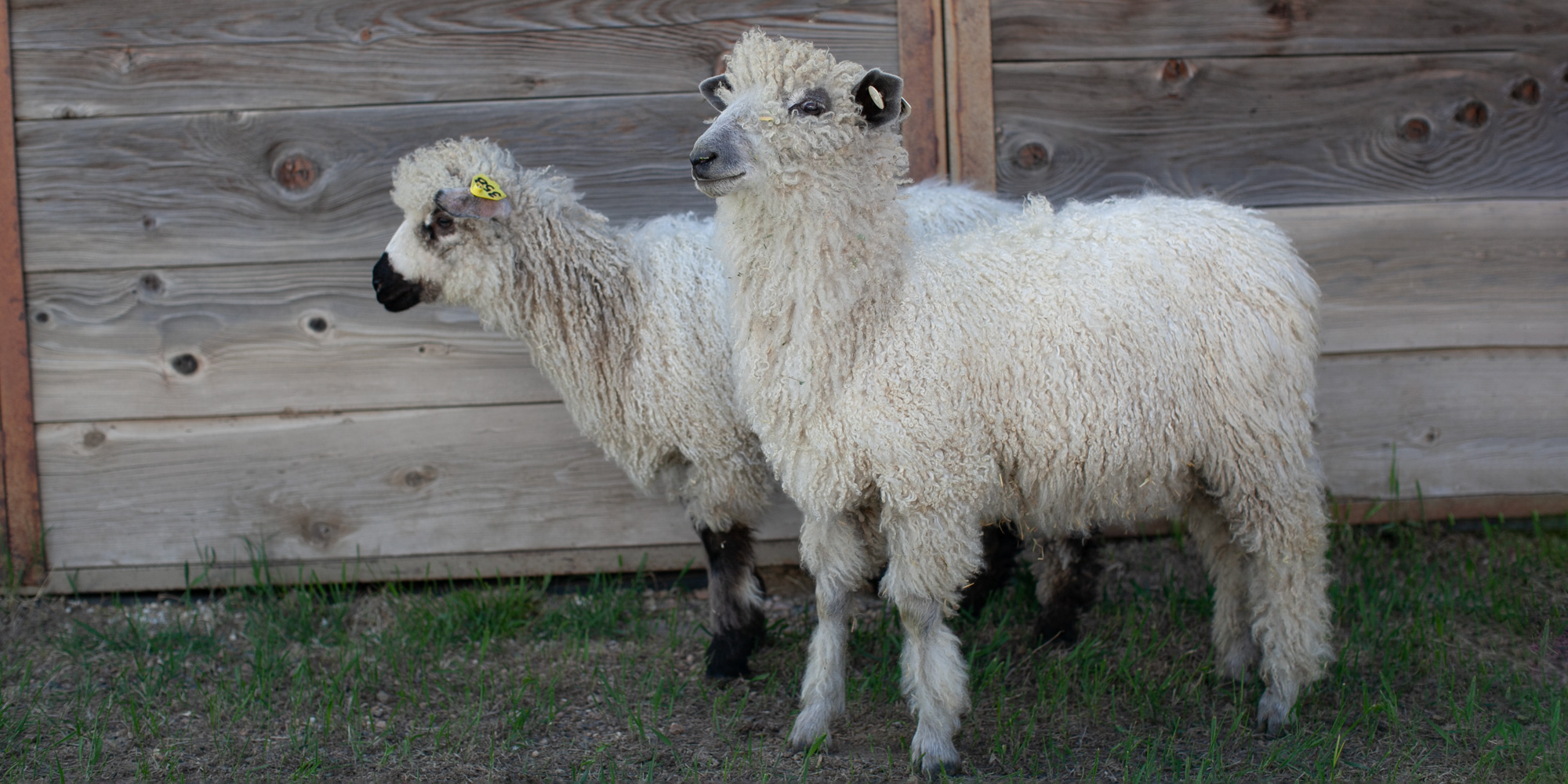 Beyond Soft: Long, Strong, Lustrous Wool | Farm & Fiber Knits