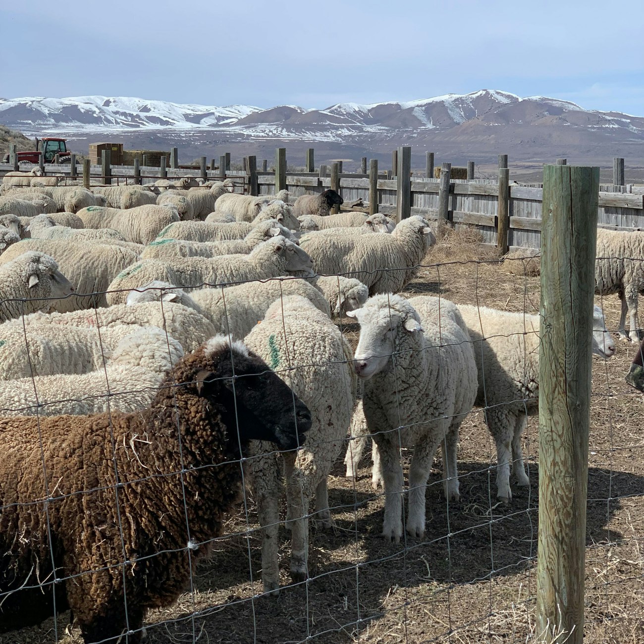 Bringing Heritage-Breed Wool to Knitters’ Hands | Farm & Fiber Knits