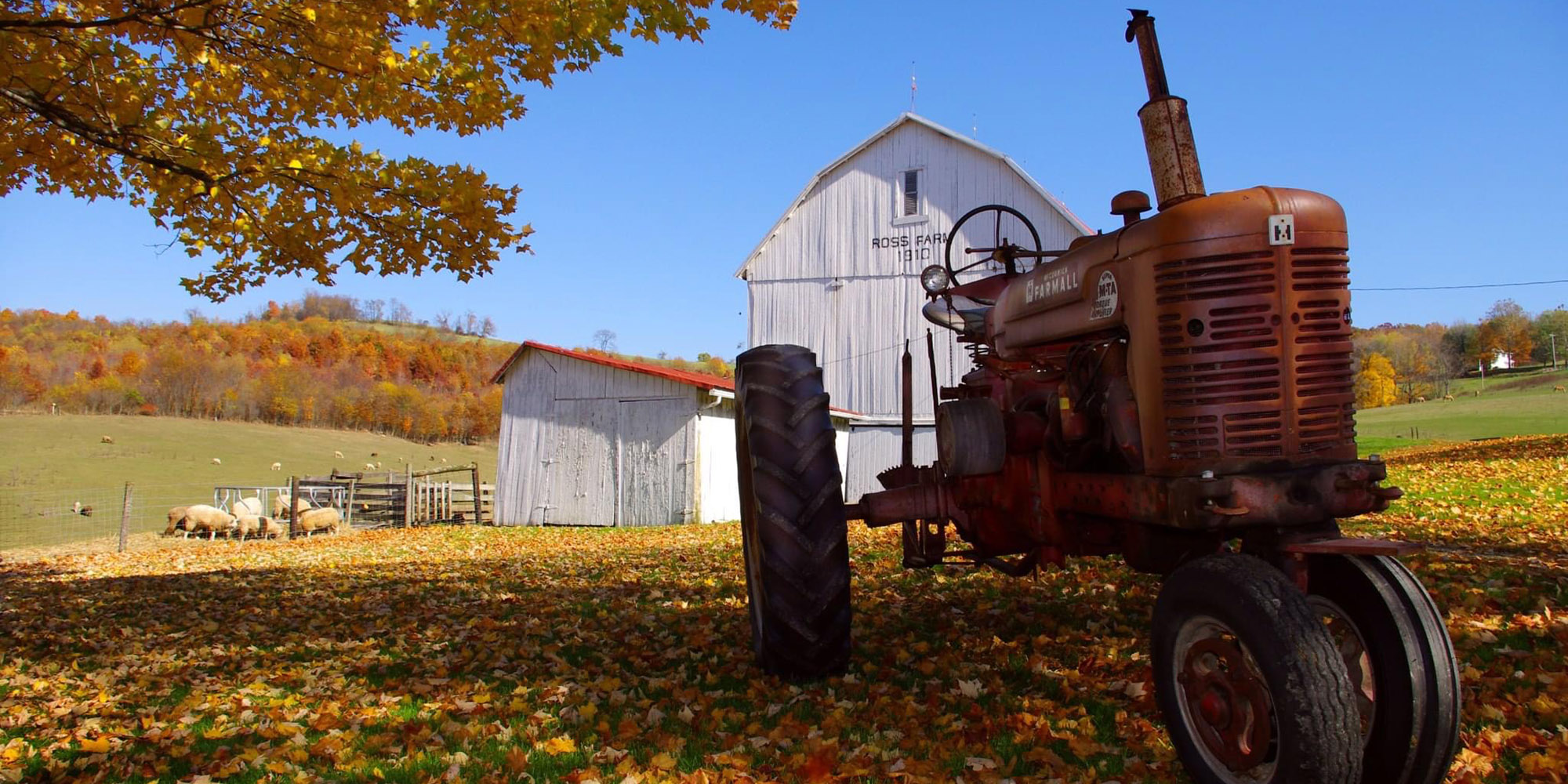 The Exceptional Fibers of Ross Farm: Meet Rare-Breed Champion Amy Ross ...