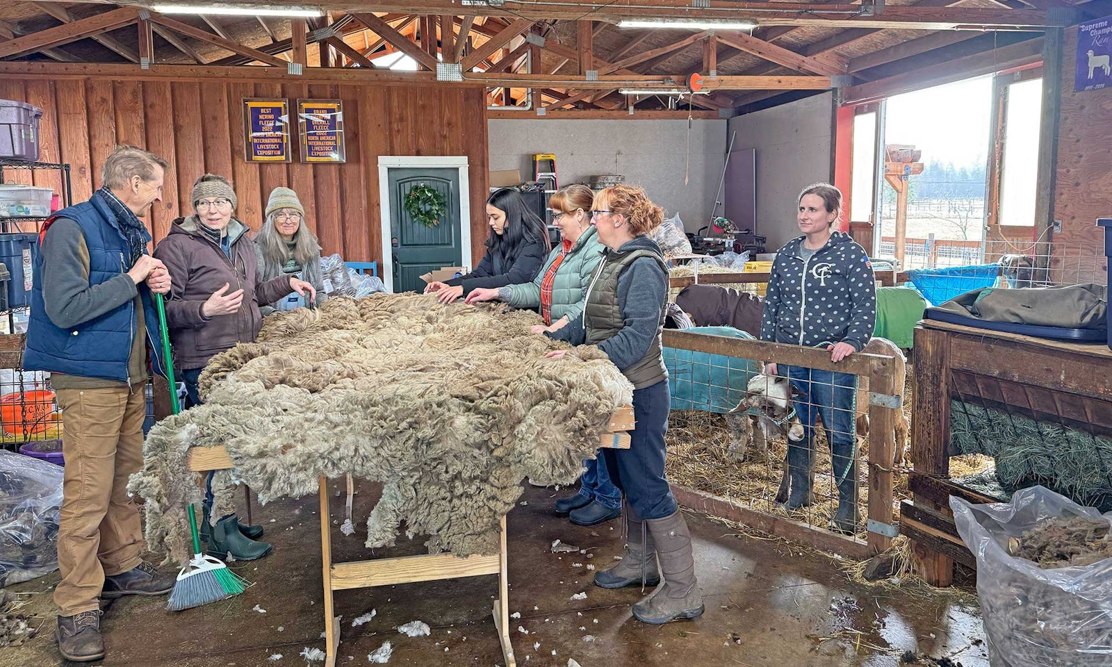 Shearing Day at Apple Creek Merinos | Farm & Fiber Knits