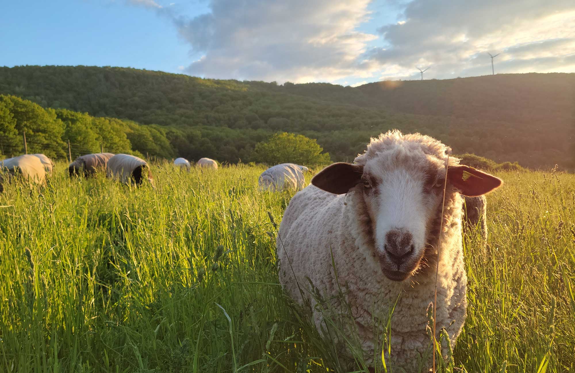 Rare Breed, Rare Yarn: Try Small-Batch Romeldale CVM | Farm & Fiber Knits