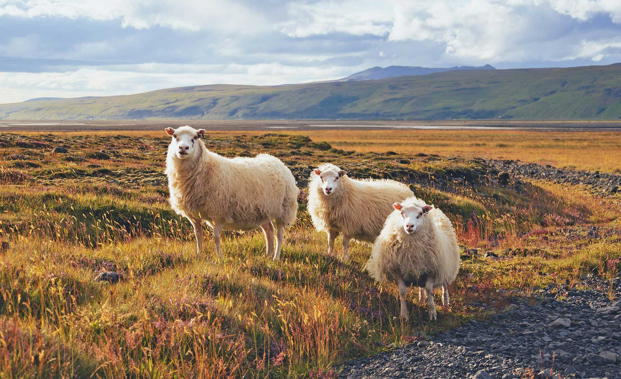 “Stupid Sheep” and Other Sheep Myths | Farm & Fiber Knits