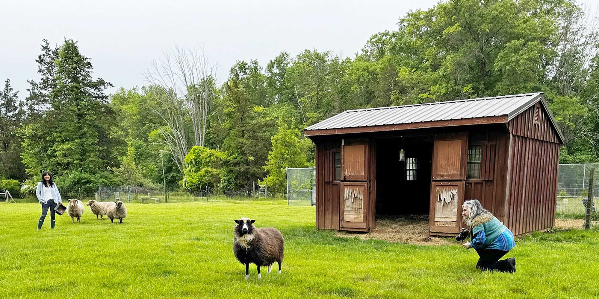 Who’s Running the Show? Sheep at the Photo Shoot | Farm & Fiber Knits
