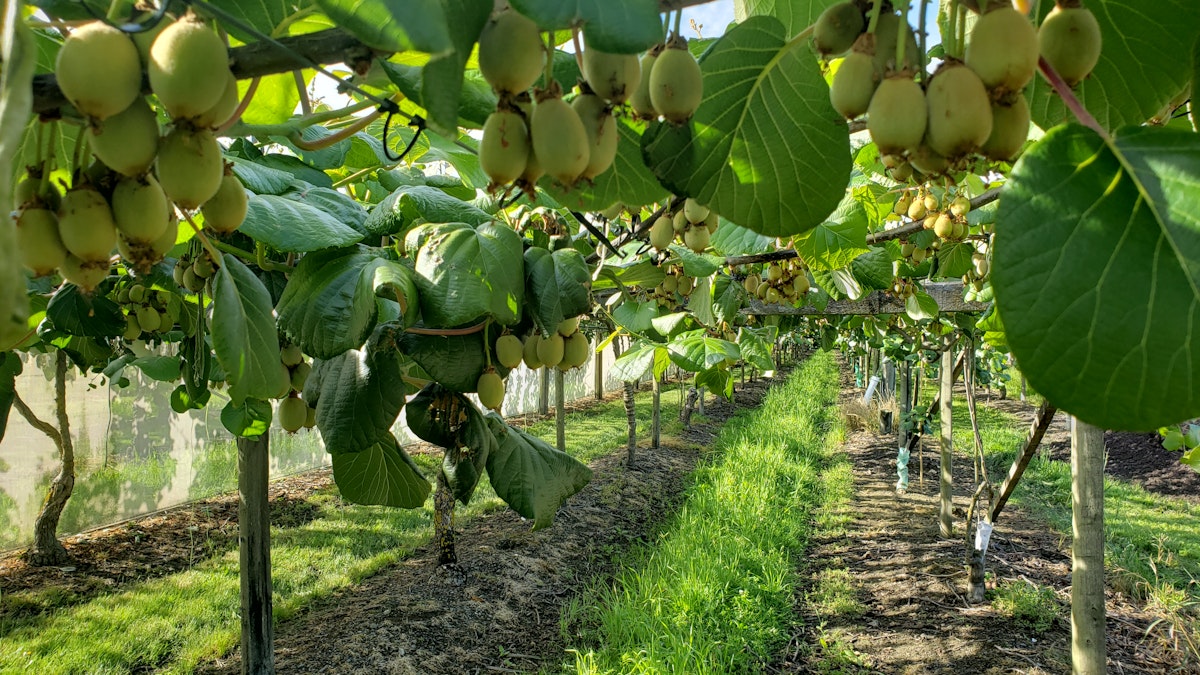 Thomas Bros Kiwifruit Orchard finds success with compost
