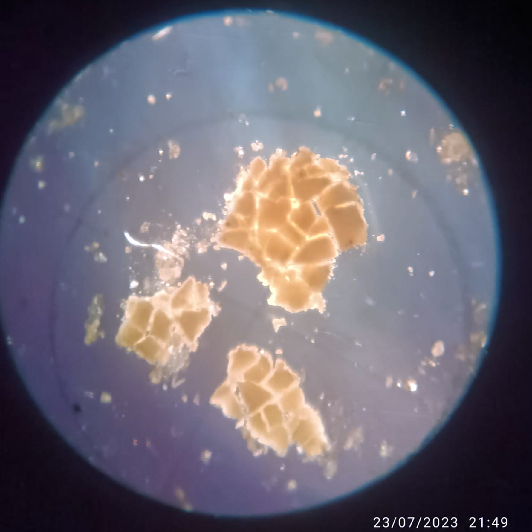 Fish scales under the microscope