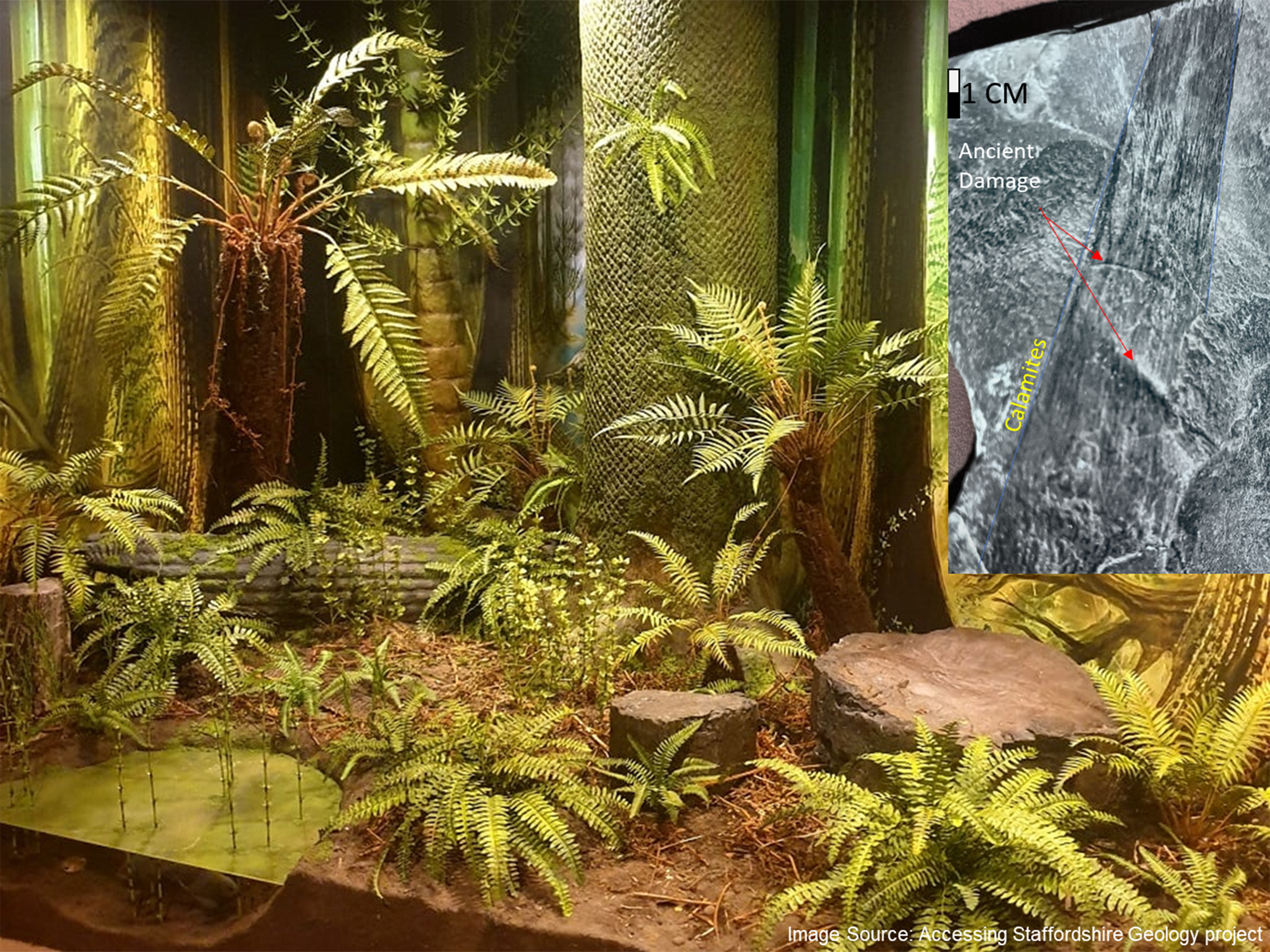 Curtins discover unique fossil in the heart of Cardiff