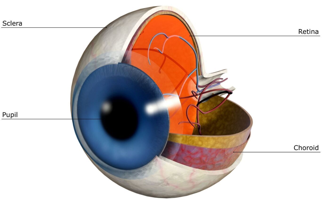 What Procedures Repair a Retinal Tear or Detachment?