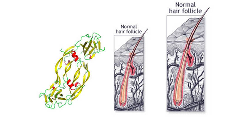 Hair Growth Factors - Greco Hair Restoration