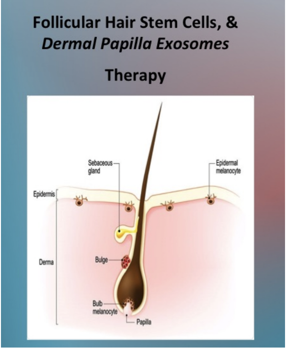 What are Dermal Papilla Exosomes? | Blog | Greco Hair Restoration