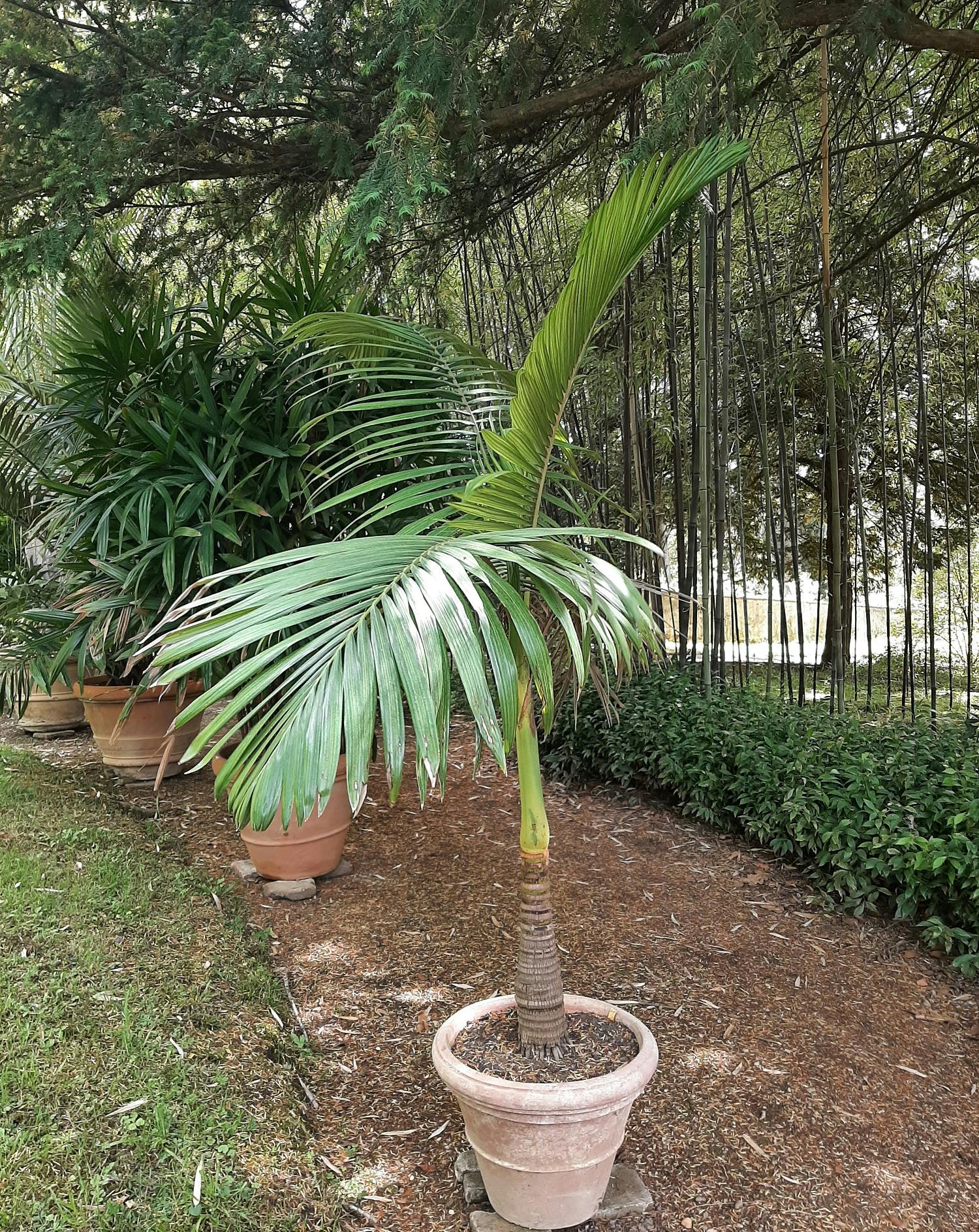 Palma, Archontophoenix alexandrae | Gallerie degli Uffizi