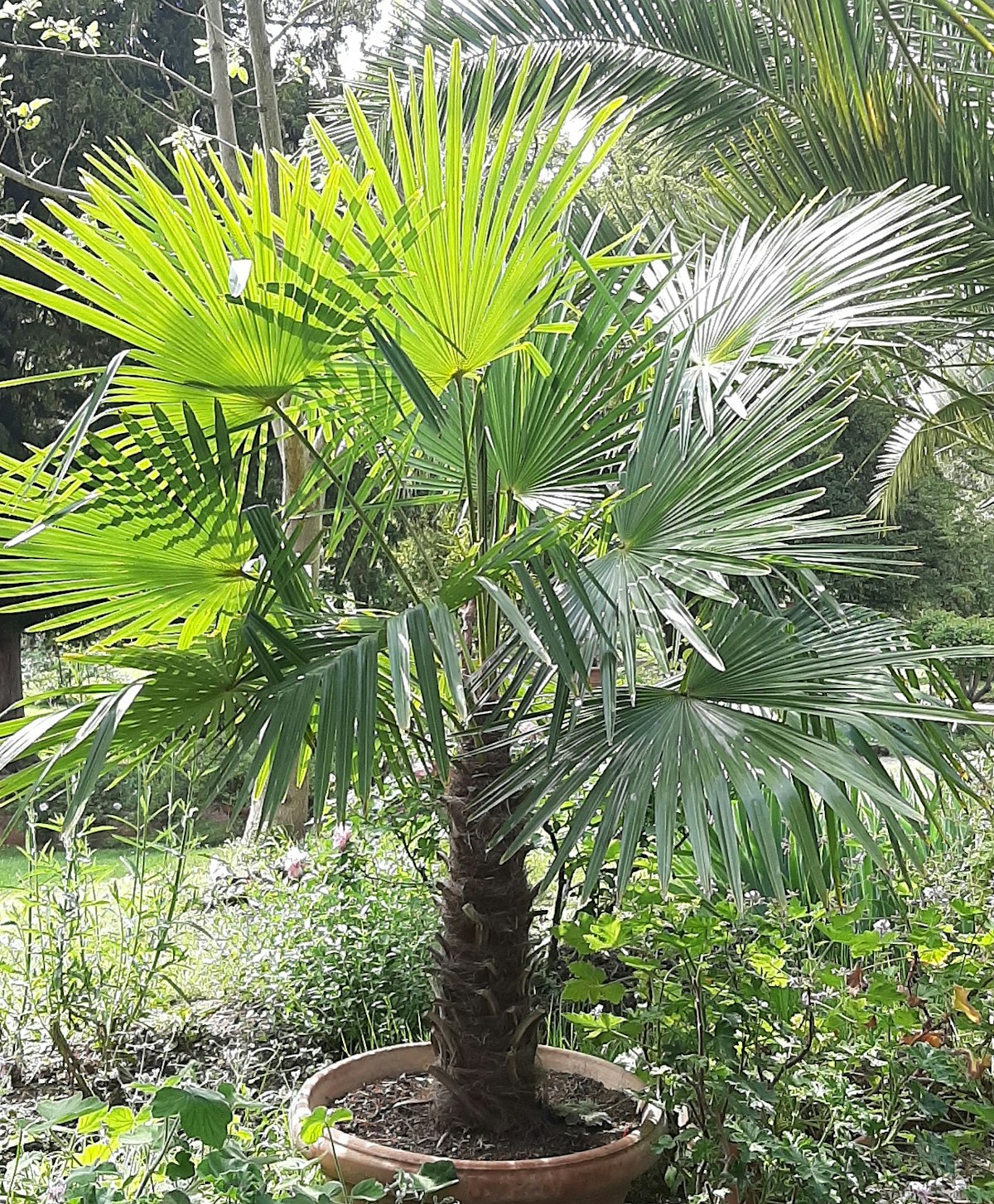 Palm - Trachycarpus fortunei | Uffizi Galleries