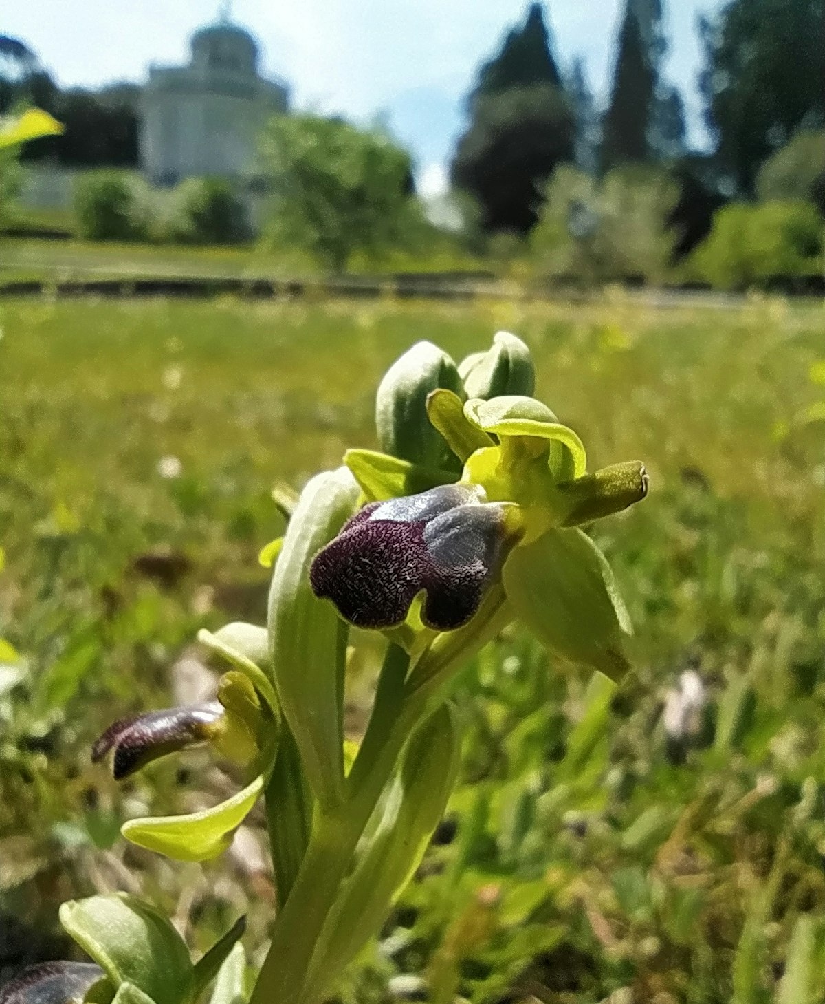 Orchidea – Genus Ophrys | Uffizi Galleries