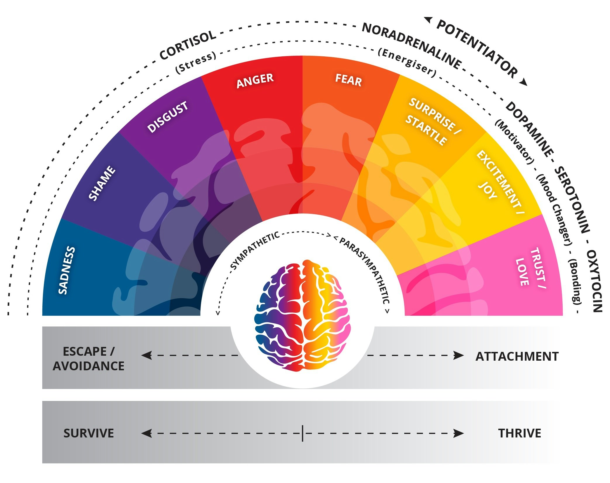 Double Loop Coaching - Blog - Emotions Are Your Energy
