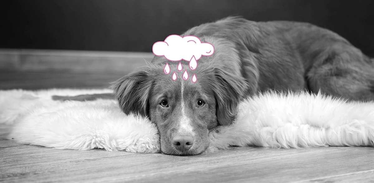 Depressief huisdier: deze tips helpen u - InShared