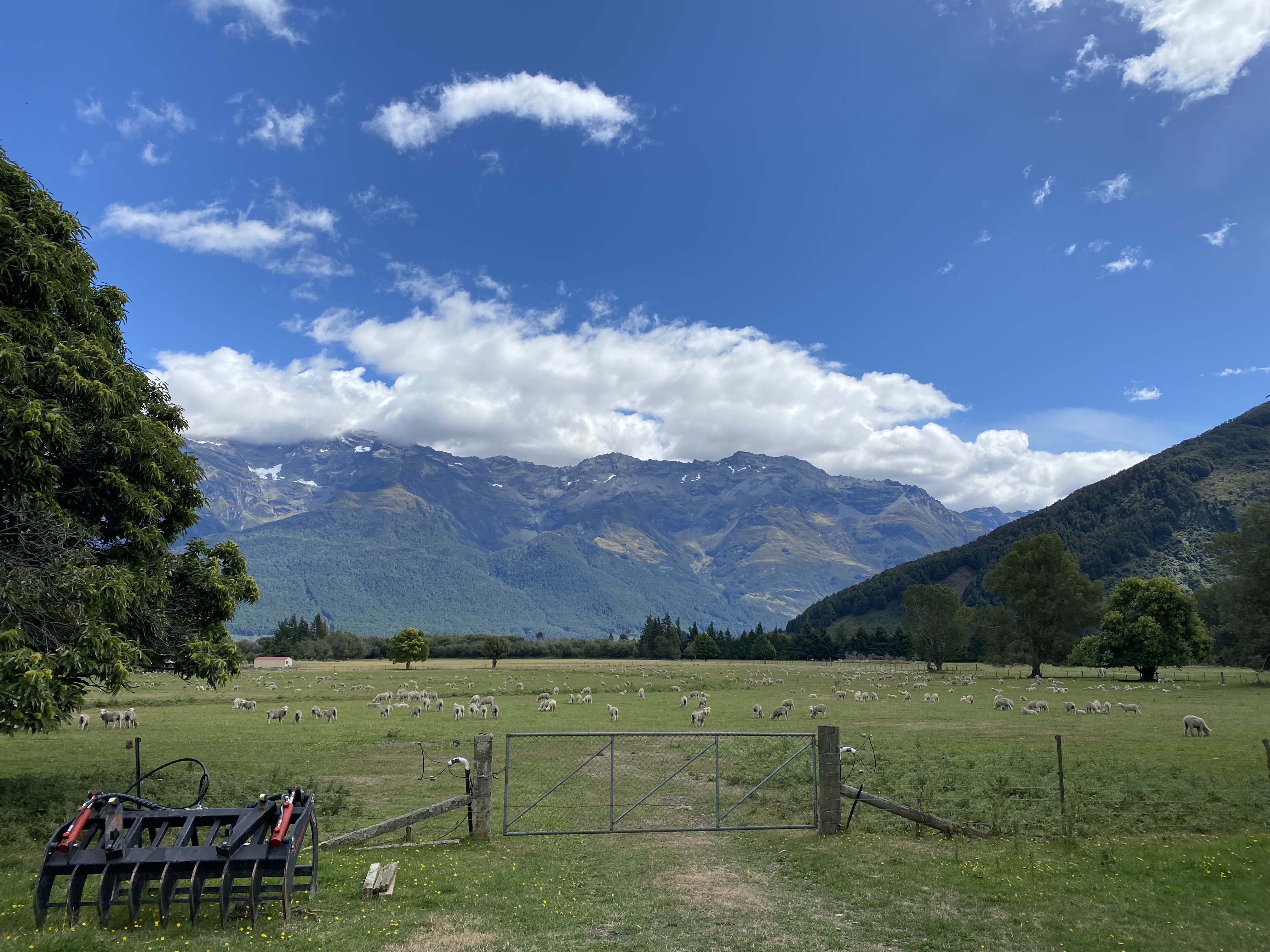 The origins of Merino wool: visiting a farm in New Zealand - Transa.ch