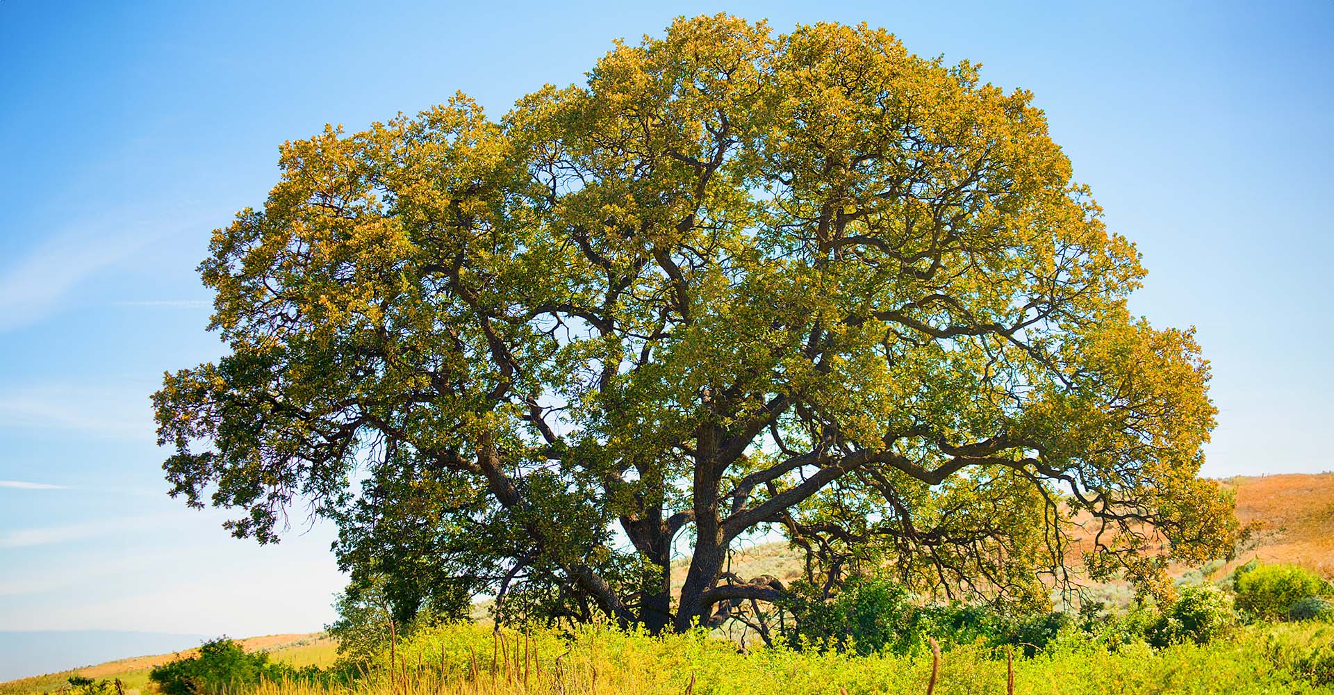 Quercus Alba Breakdown