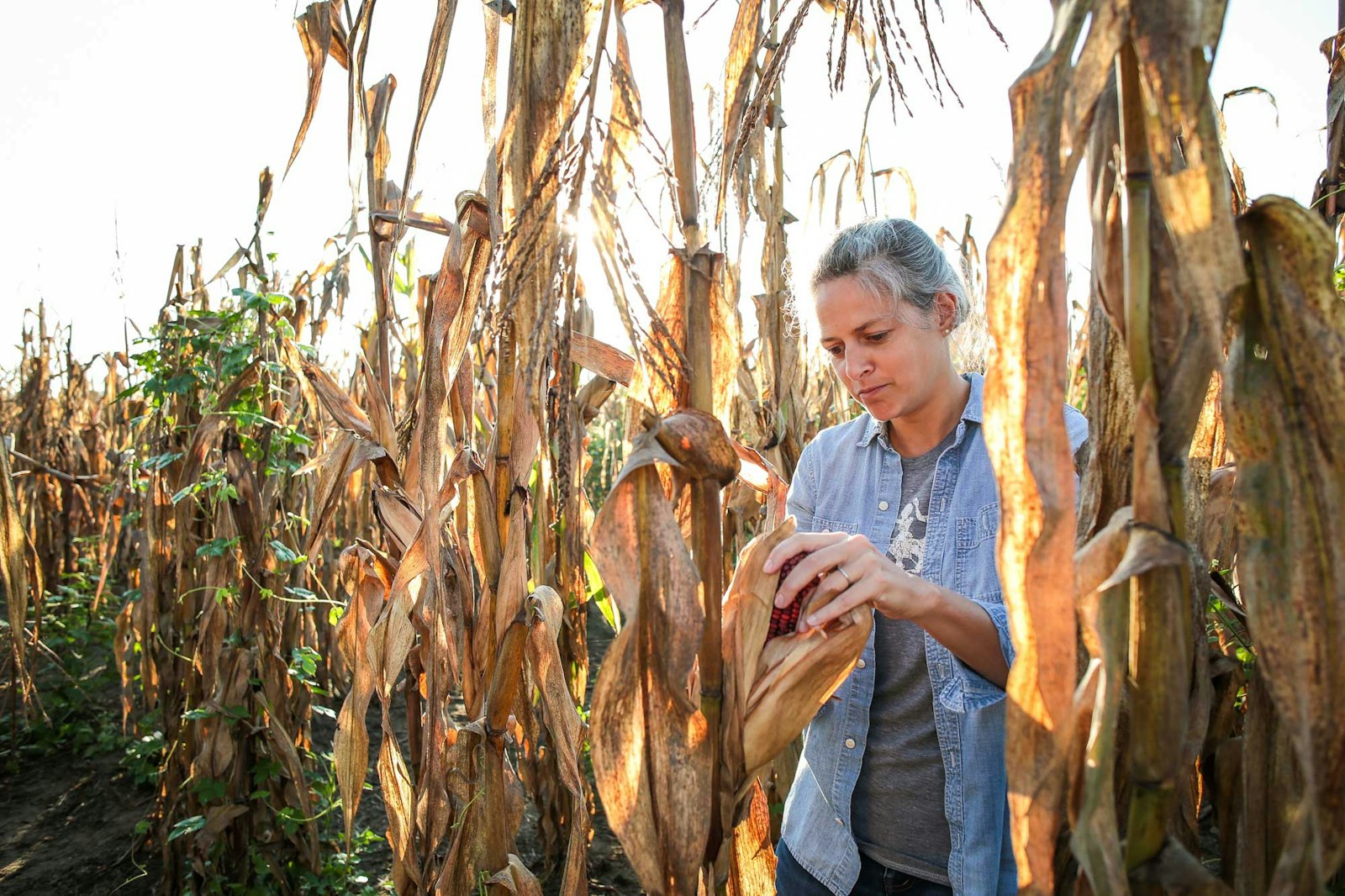 Making Spirits with Uncommon Grain Varieties | Craft Spirits & Distilling