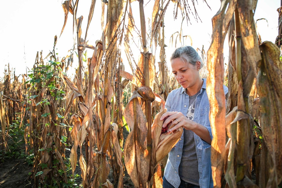 Making Spirits with Uncommon Grain Varieties | Craft Spirits & Distilling