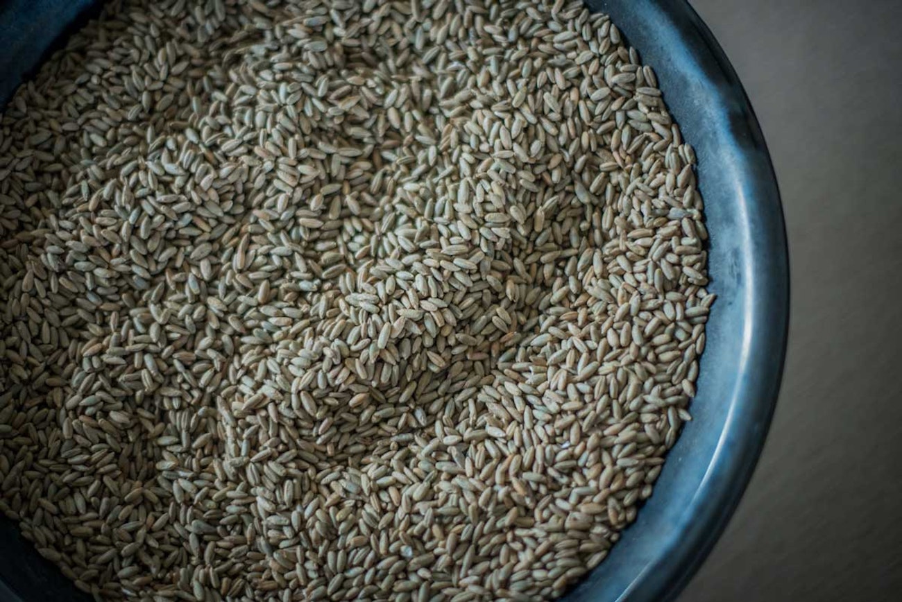 Making Spirits with Uncommon Grain Varieties | Craft Spirits & Distilling