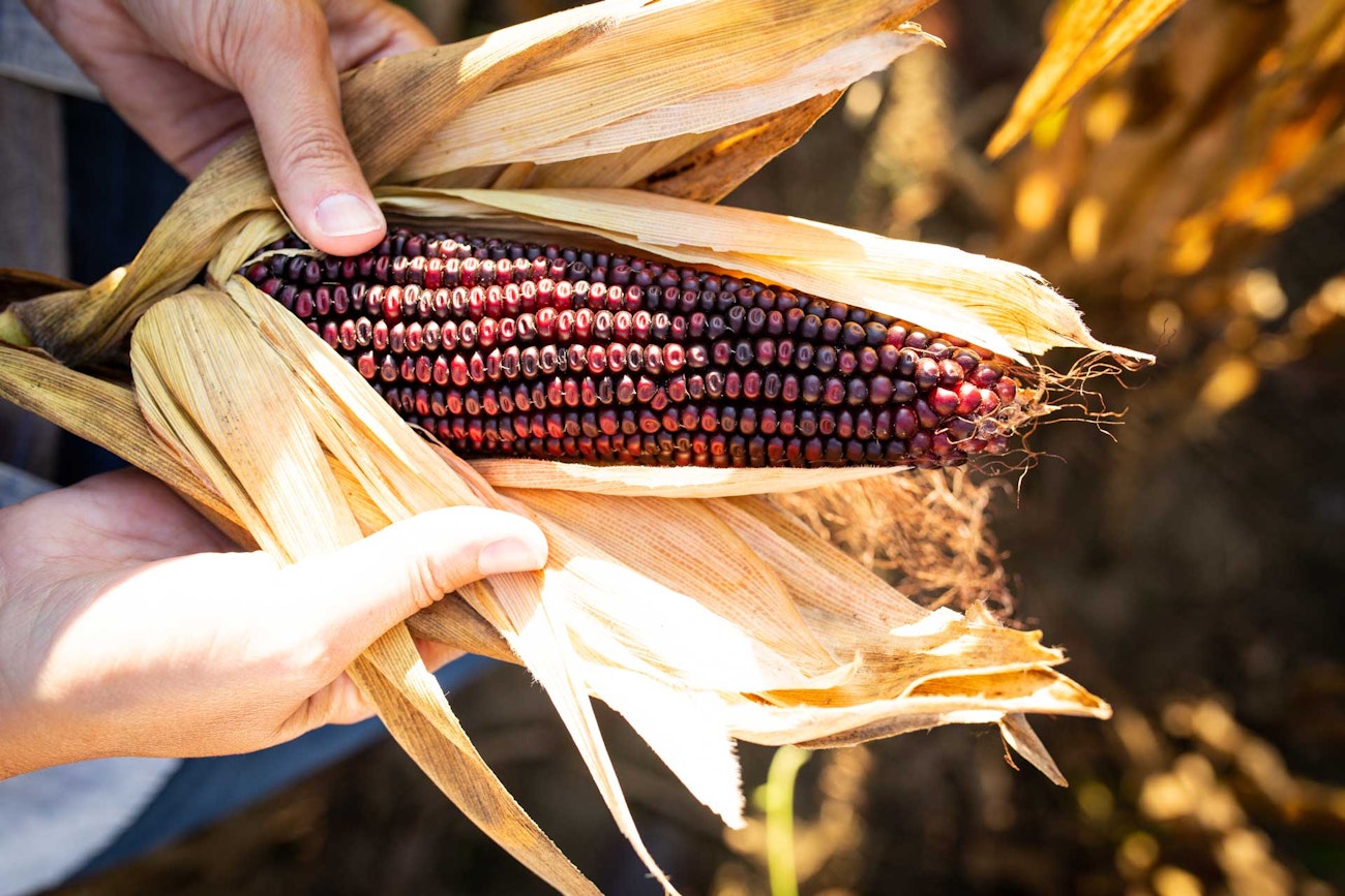 Making Spirits with Uncommon Grain Varieties | Craft Spirits & Distilling