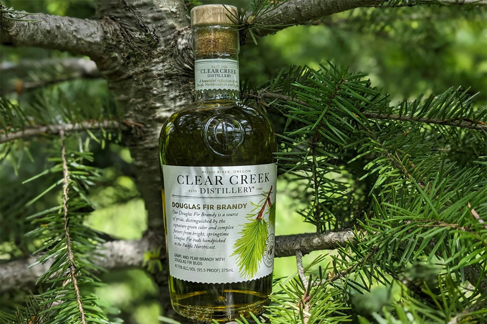 Crafting Spirits from the Pines | Craft Spirits & Distilling