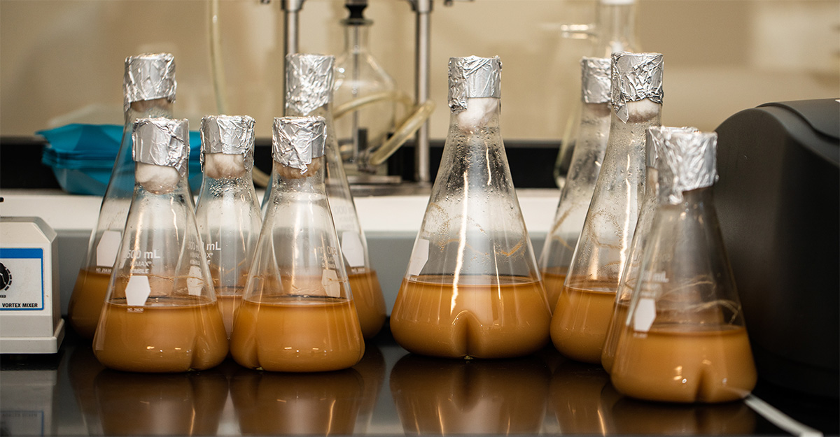 Combining Yeasts for More Complex Spirits | Spirits & Distilling