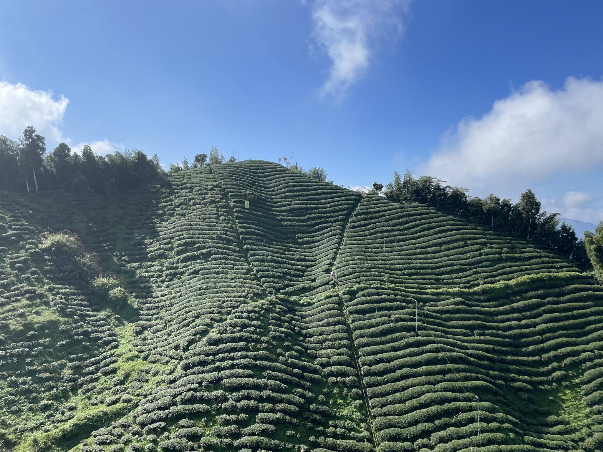 Teatime in the Distillery: Incorporating Tea into Spirits | Spirits ...
