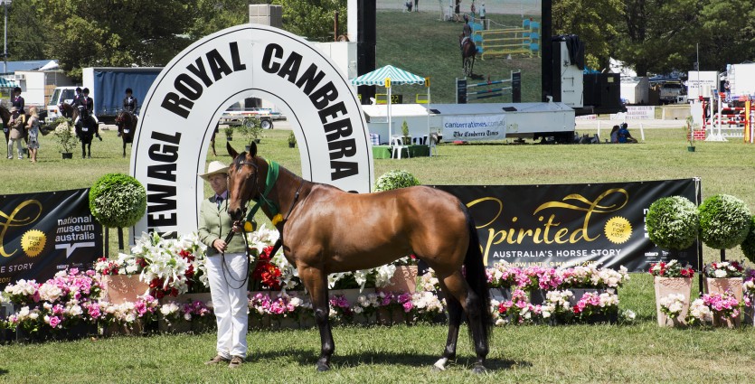 Willinga Park | Success at the Royal Canberra Show