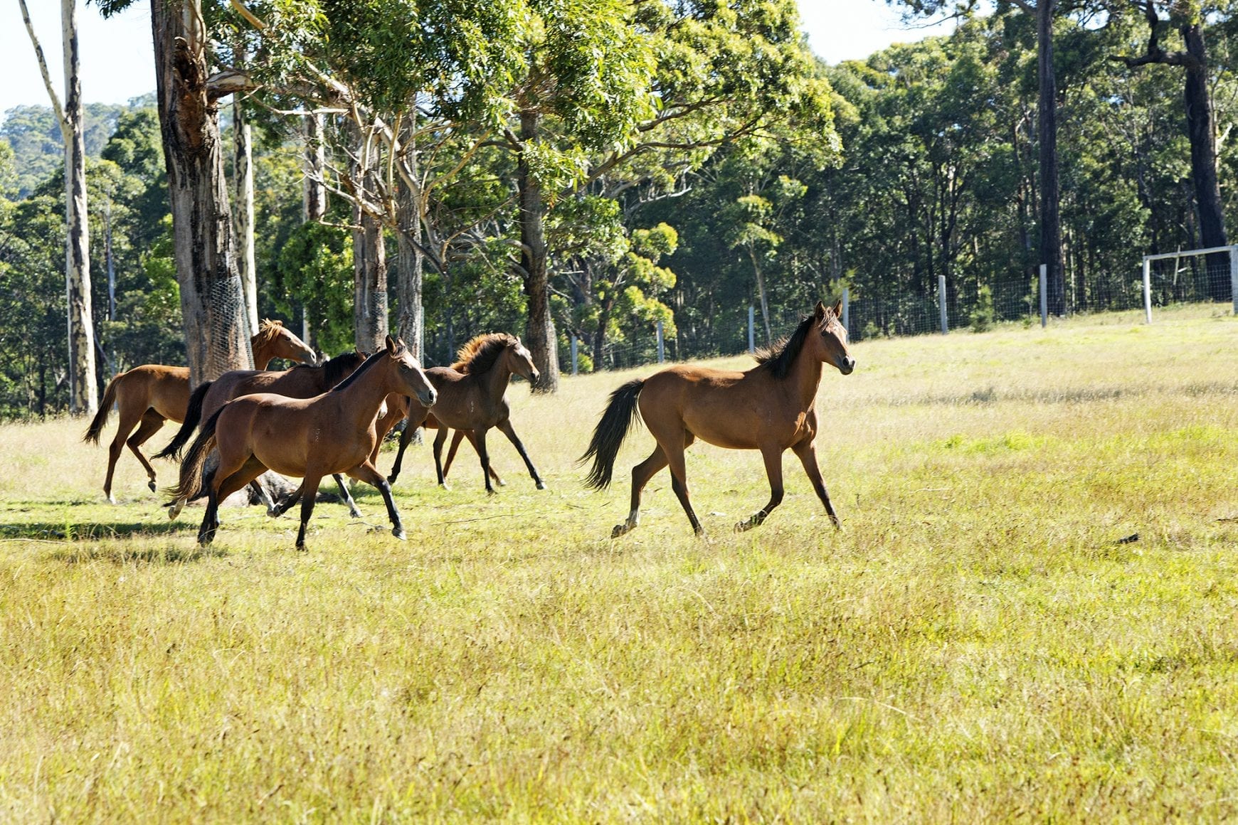 Willinga Park | Performance Horses
