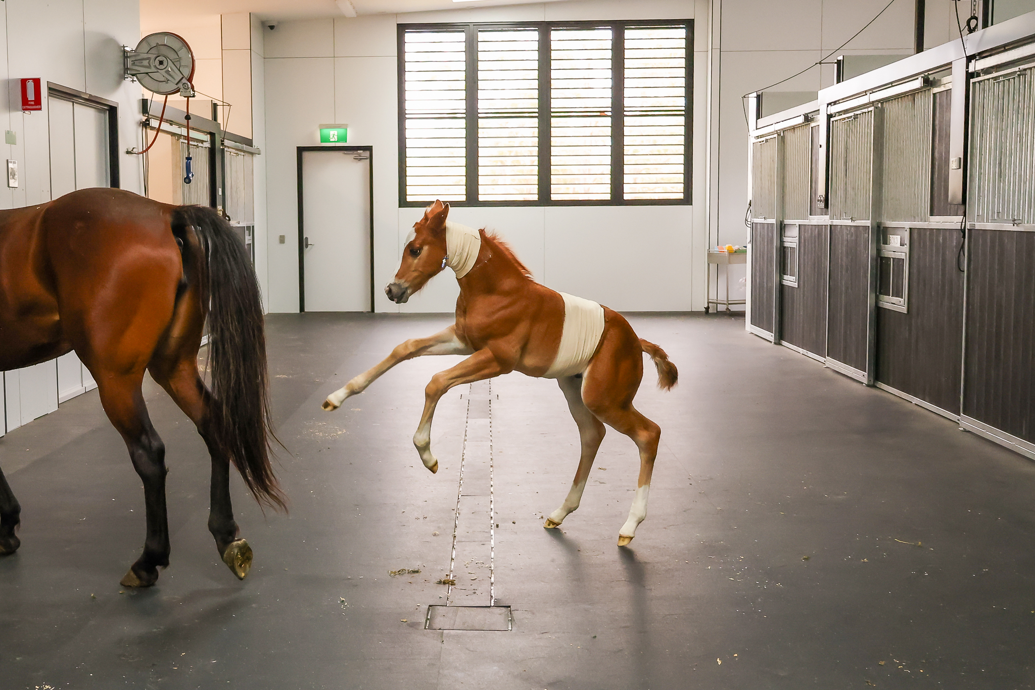 Willinga Park | Equine Emergency and Critical Care