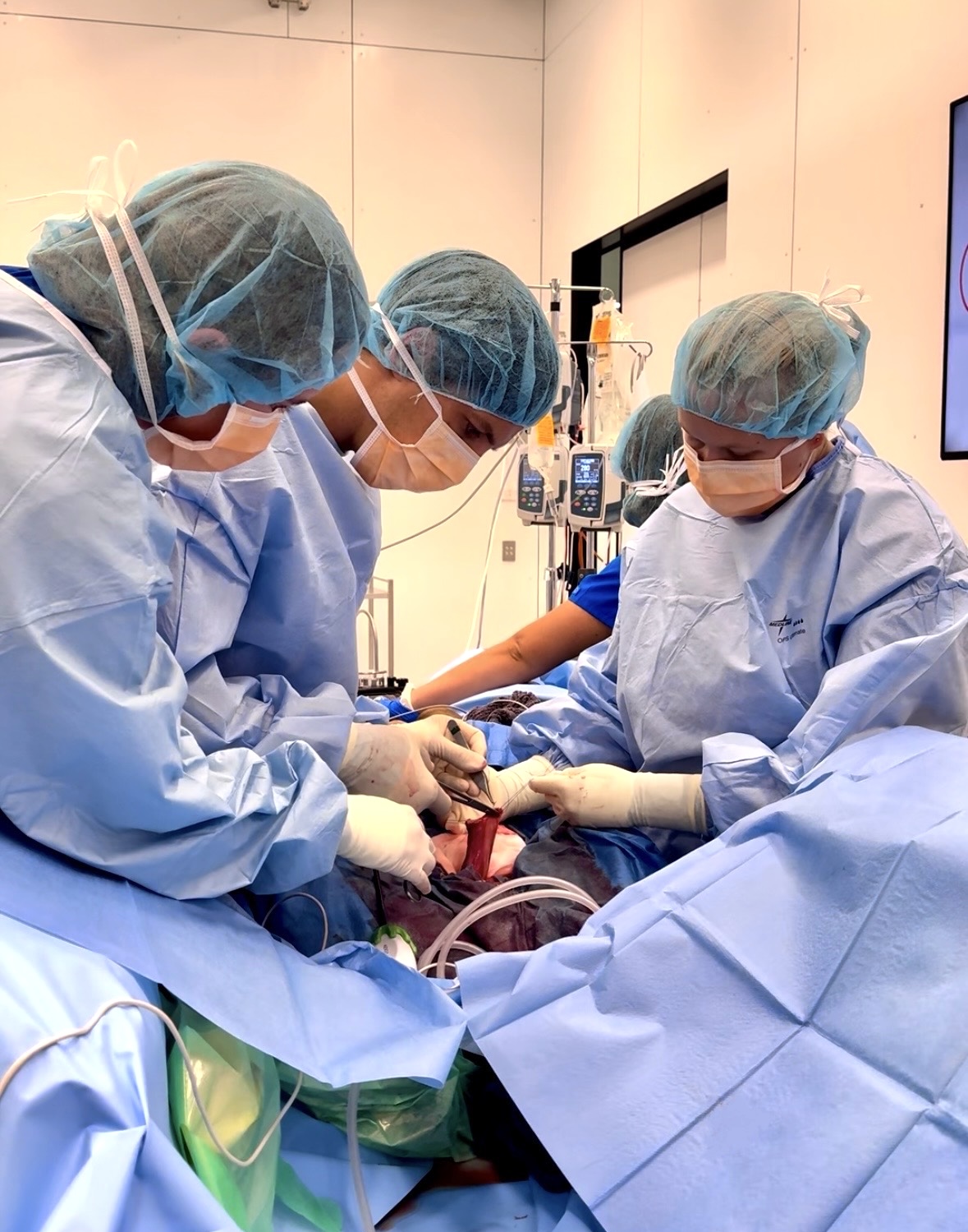 Willinga Park | Equine Surgery