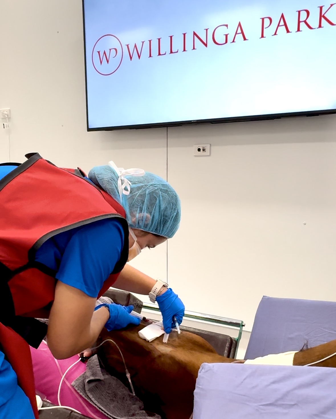 Willinga Park | Equine Surgery