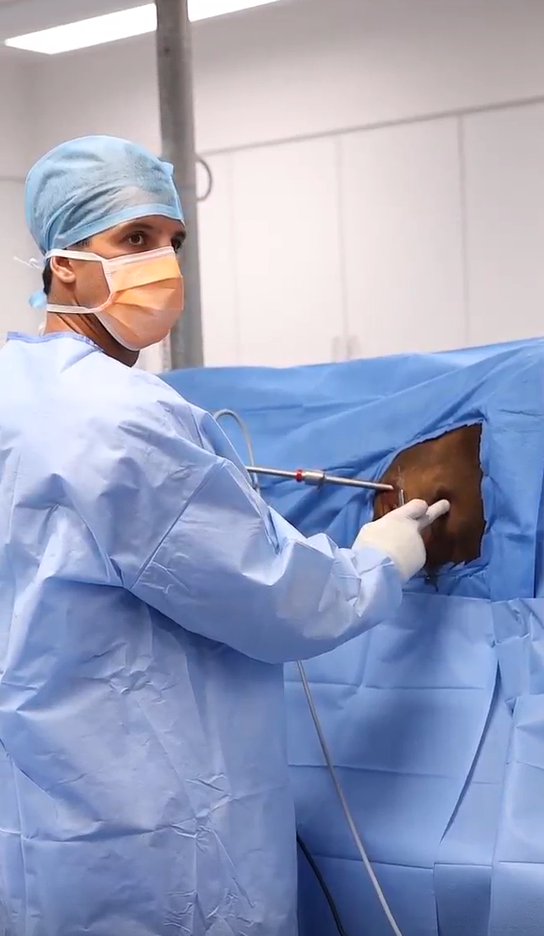 Willinga Park | Equine Surgery