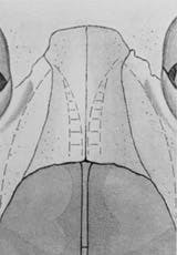 Anatomy of the Nose | Dr. Anil Shah