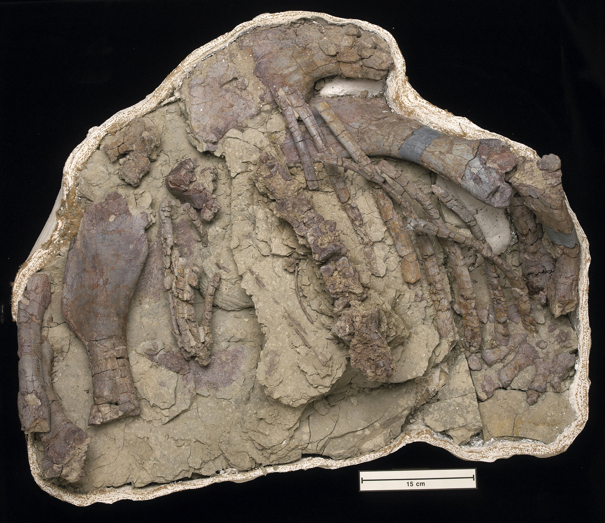 Science at the Field Museum