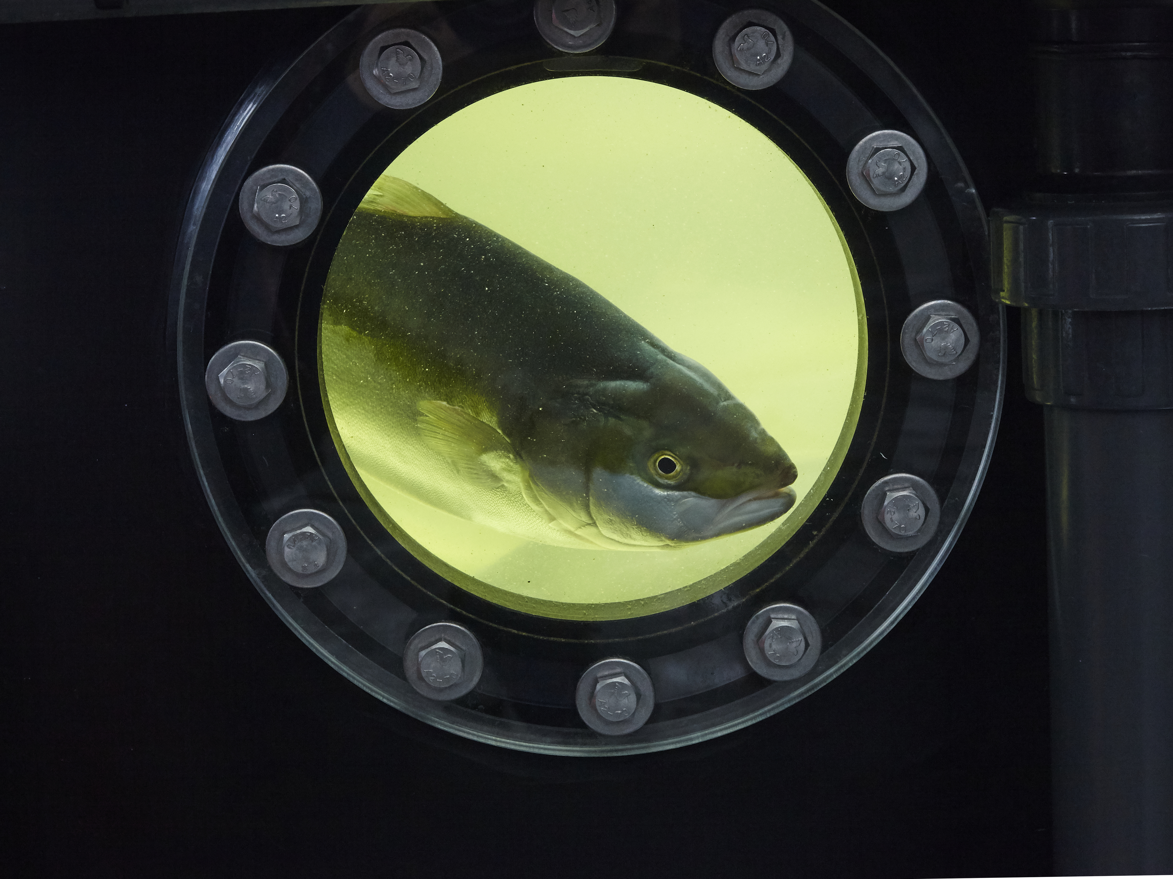 Kingfish Feed – High Growth, Low Mortality, Best FCR | High value a...