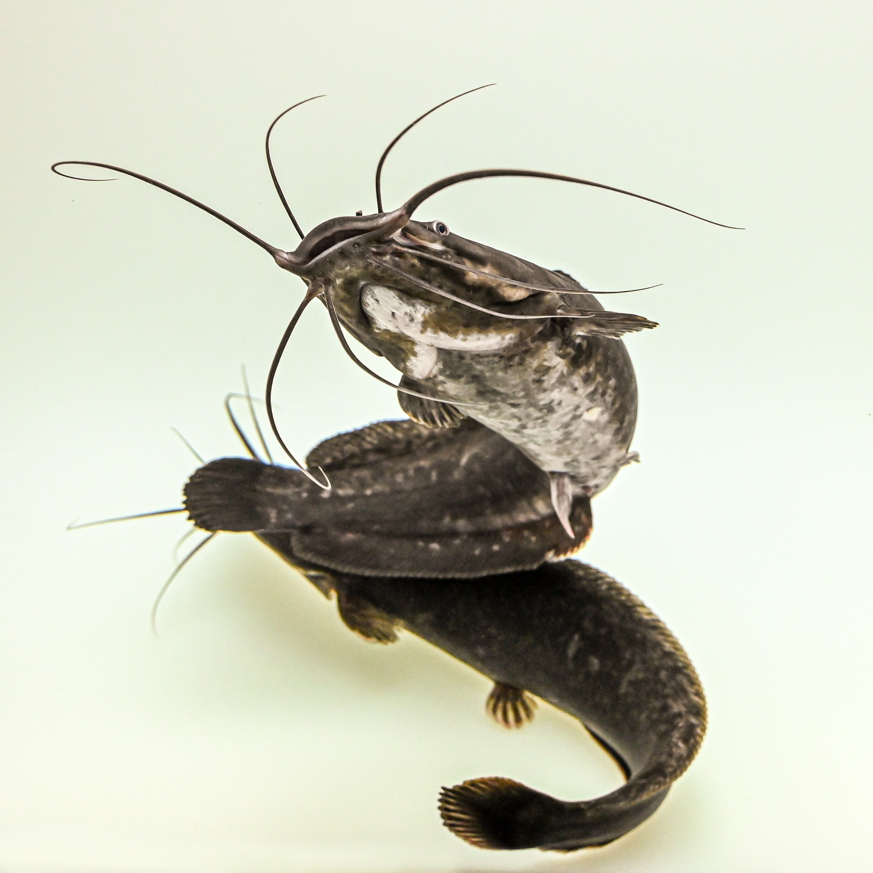African Catfish Feed – High Growth, Low Mortality, Best FCR | High...