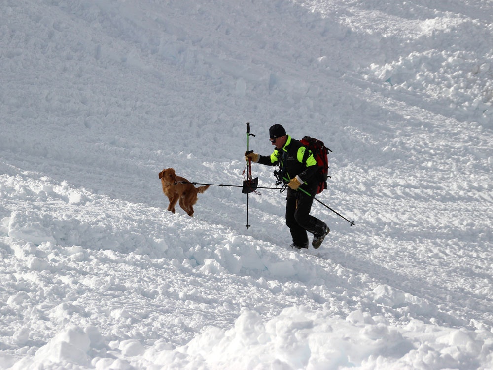 An immersive experience with avalanche rescue dogs