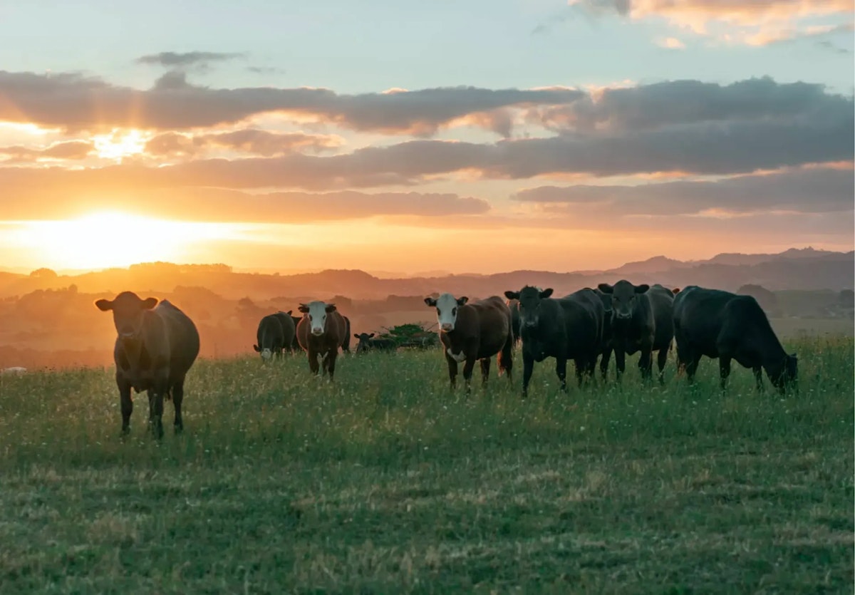 Progress update | Scorecard Q2 FY25 | AgriZeroNZ