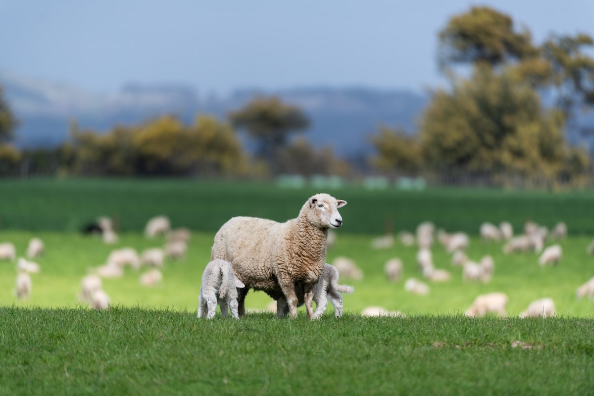 Momentum is back on farm – let’s build on it | AgriZeroNZ