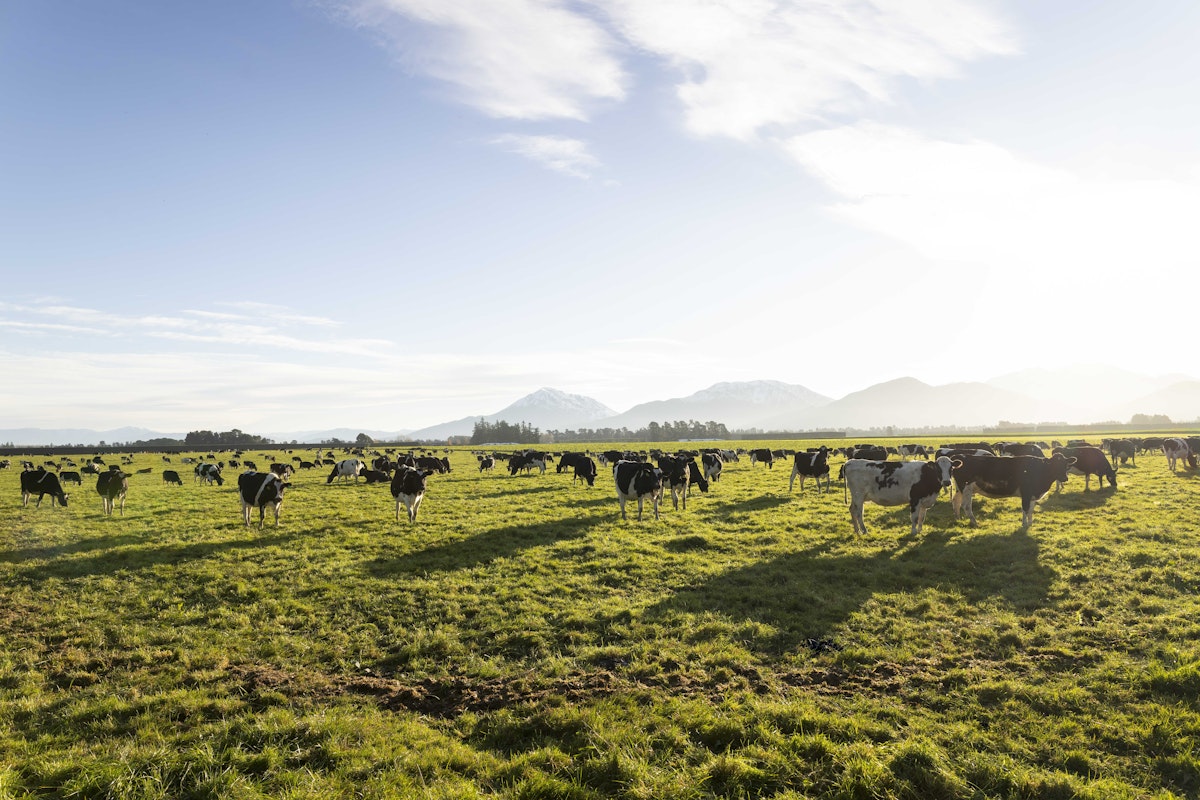 Farmers ensuring solutions are practical for New Zealand