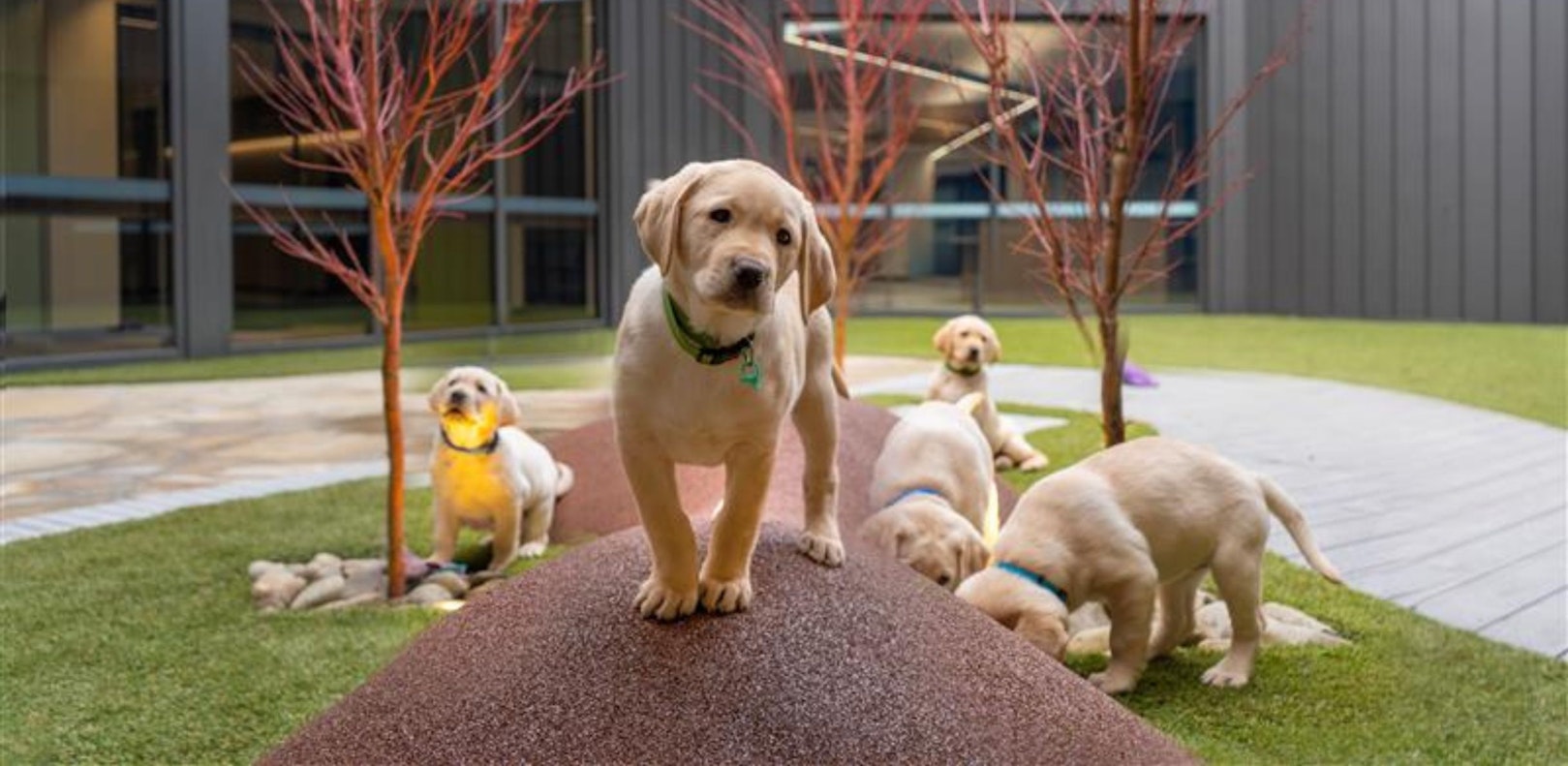 A New Chapter for Guide Dogs Victoria | Marshall White