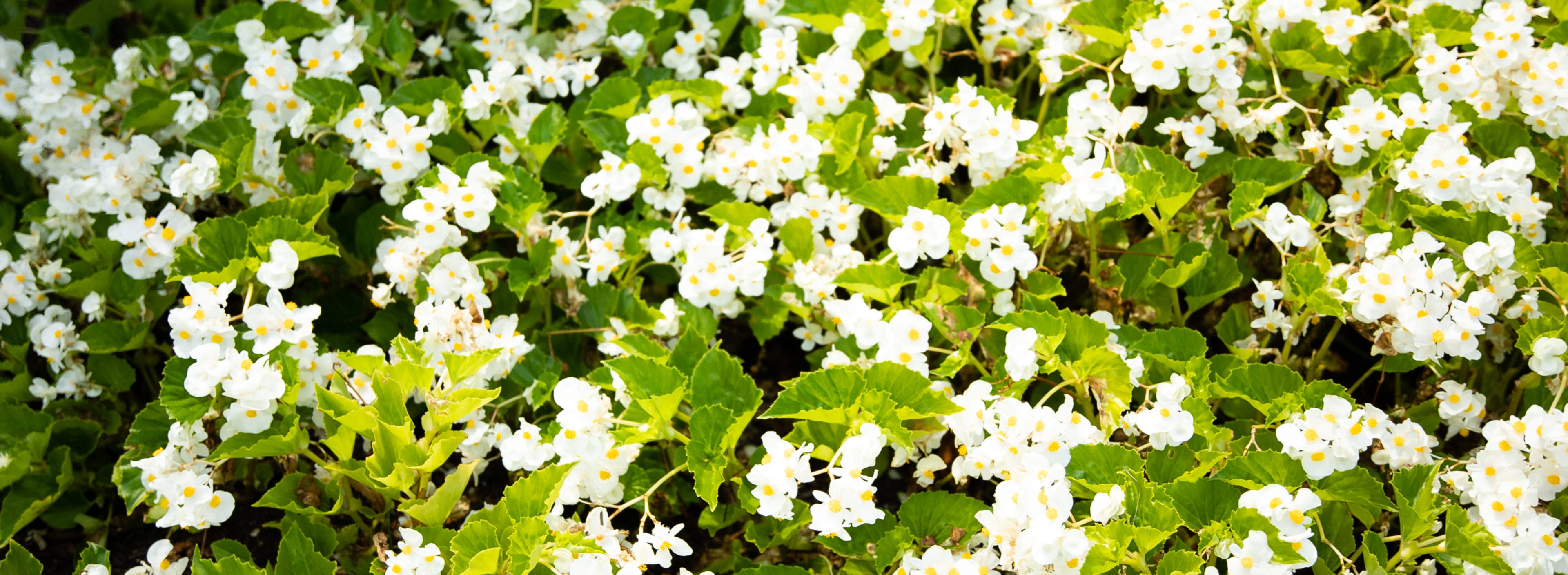 Bell's Palsy in Boston | Hadlock Facial Plastic Surgery