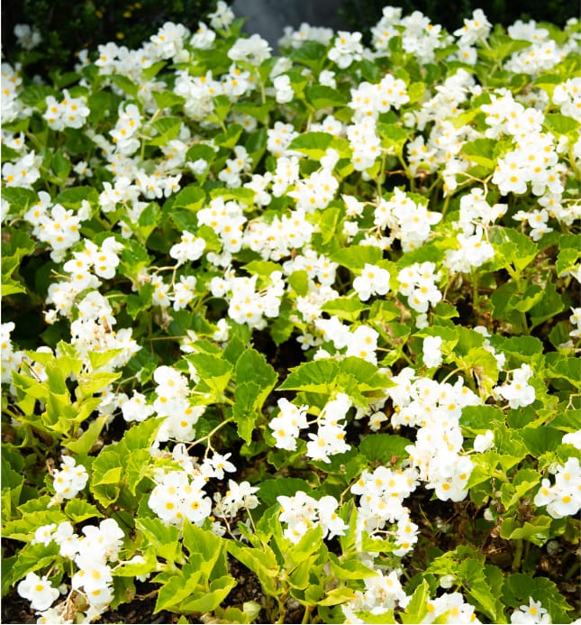 Facial Plastic Surgery Boston | Hadlock Facial Plastic Surgery