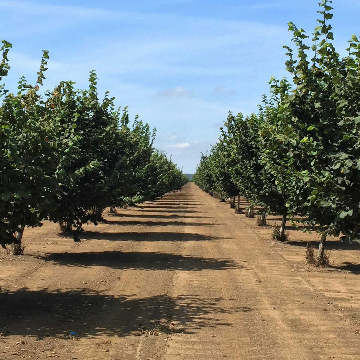 molly moon's x Holmquist Hazelnuts — Molly Moon's Ice Cream
