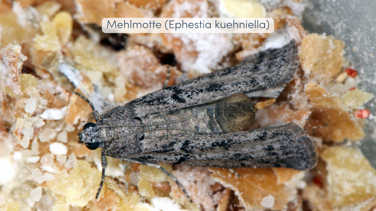 Mottenarten Schweiz: Die Schädlinge erkennen und loswerden